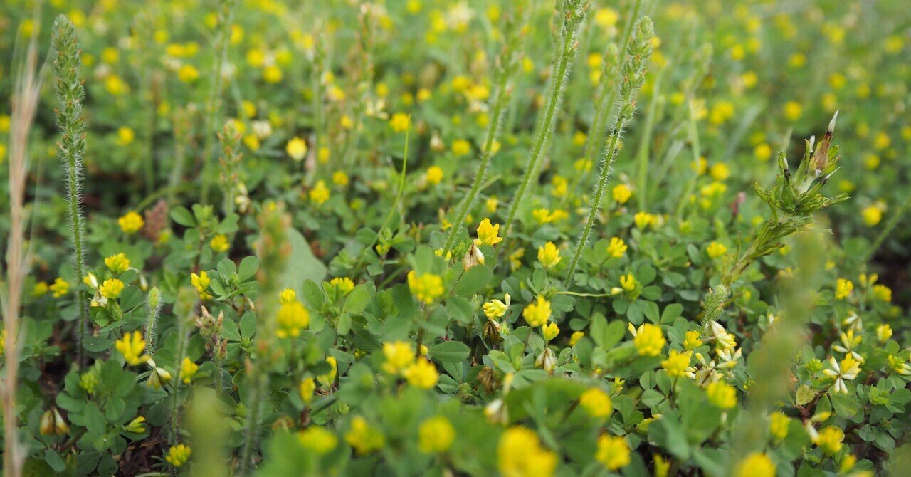 初めてカメラを使った日｜yuzuo