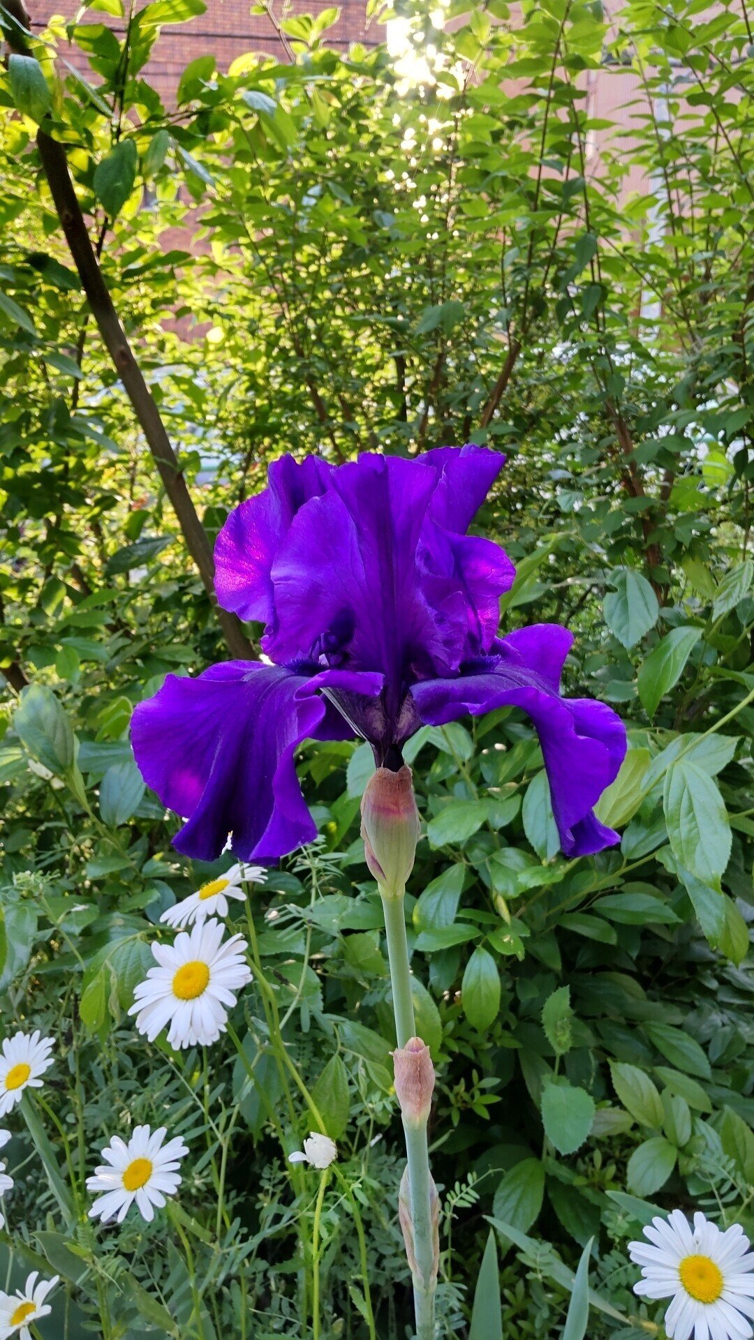 凛として｜mojira