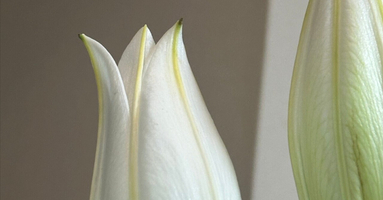 仕事とは、自分を信じる時間かもしれない。｜Sonoka Aoki