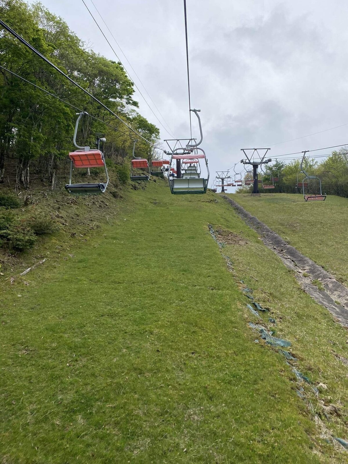 芝桜にぽつりとたんぽぽ｜こころのまどり＊yuni