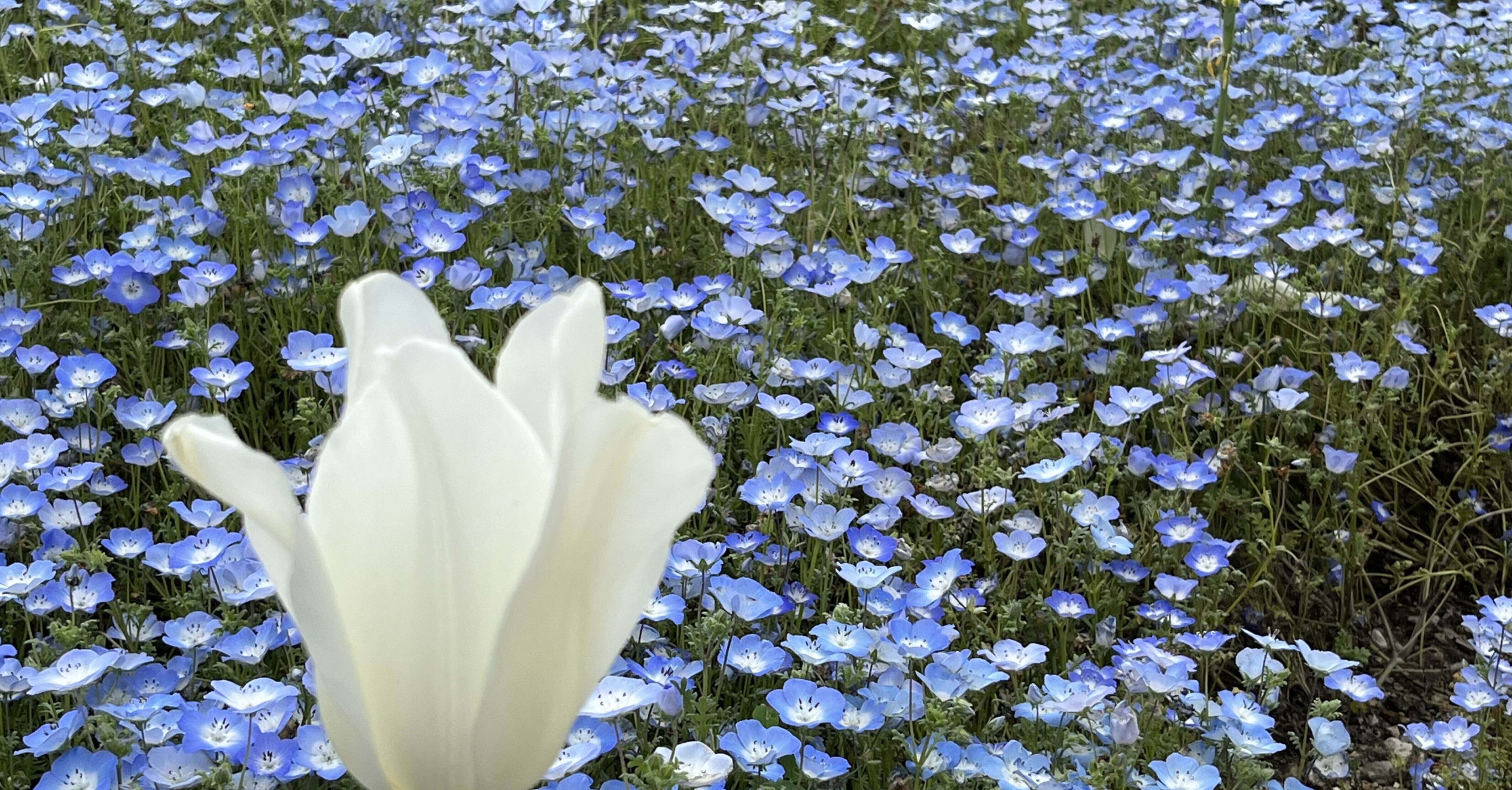 繊細な人（HSP）｜note