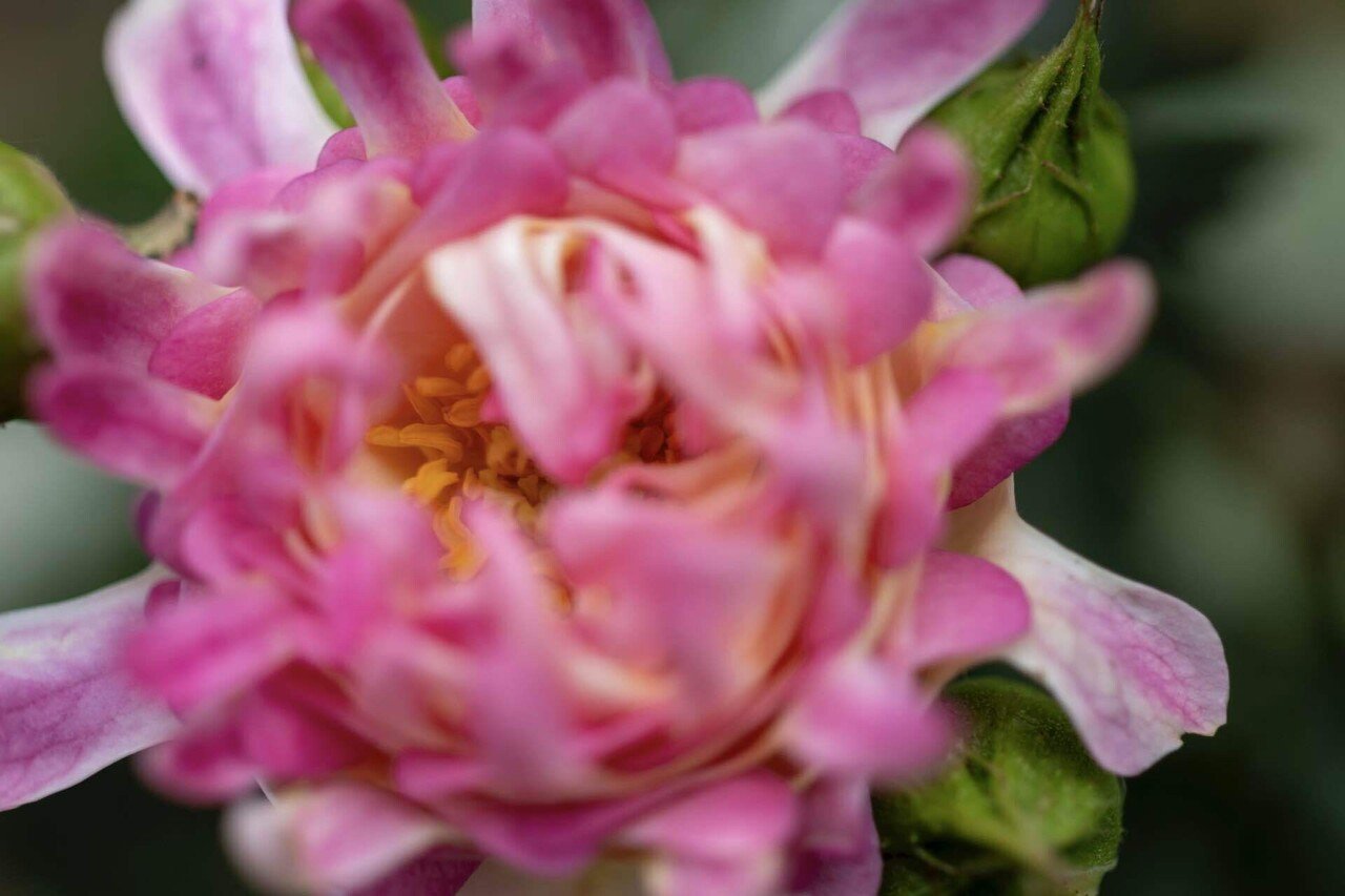 大相撲応援するは小兵ばかり当たって飛んでそれでも前へ Makro-Planar T* 2/50｜Shinichi Sendagi