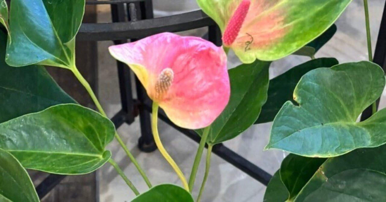 第27話サービス付き高齢者向け住宅（サ高住）への訪問看護｜sio