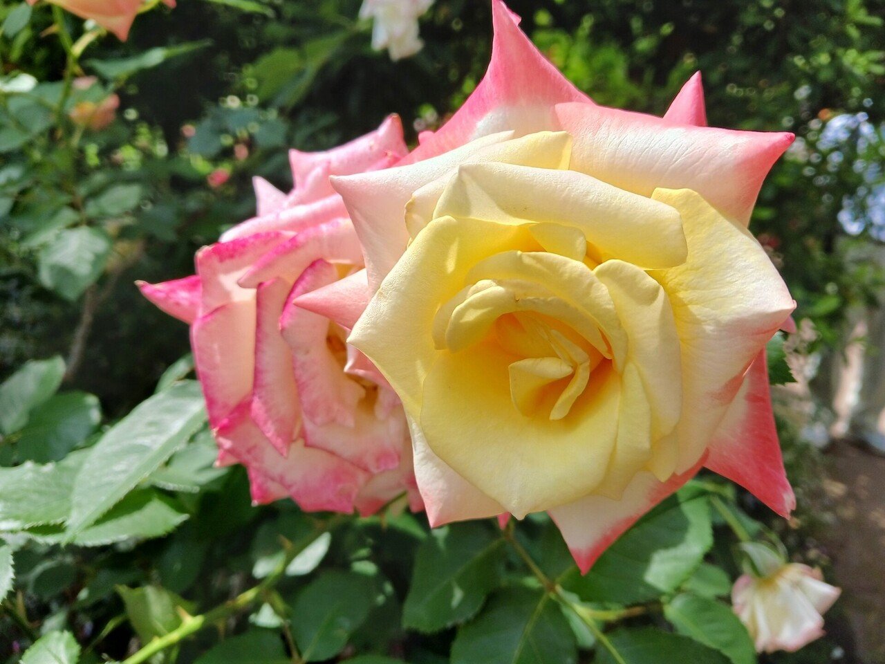 世界中の虐げられた人々に、100万本のバラを贈りたい！｜楽加生(らくかせい Rakukasei)