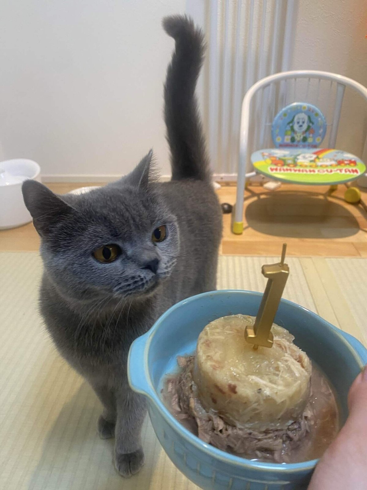 我が家の猫さん、不空の誕生日｜Moco pet note|動物看護師資格もちのペット知識ノート