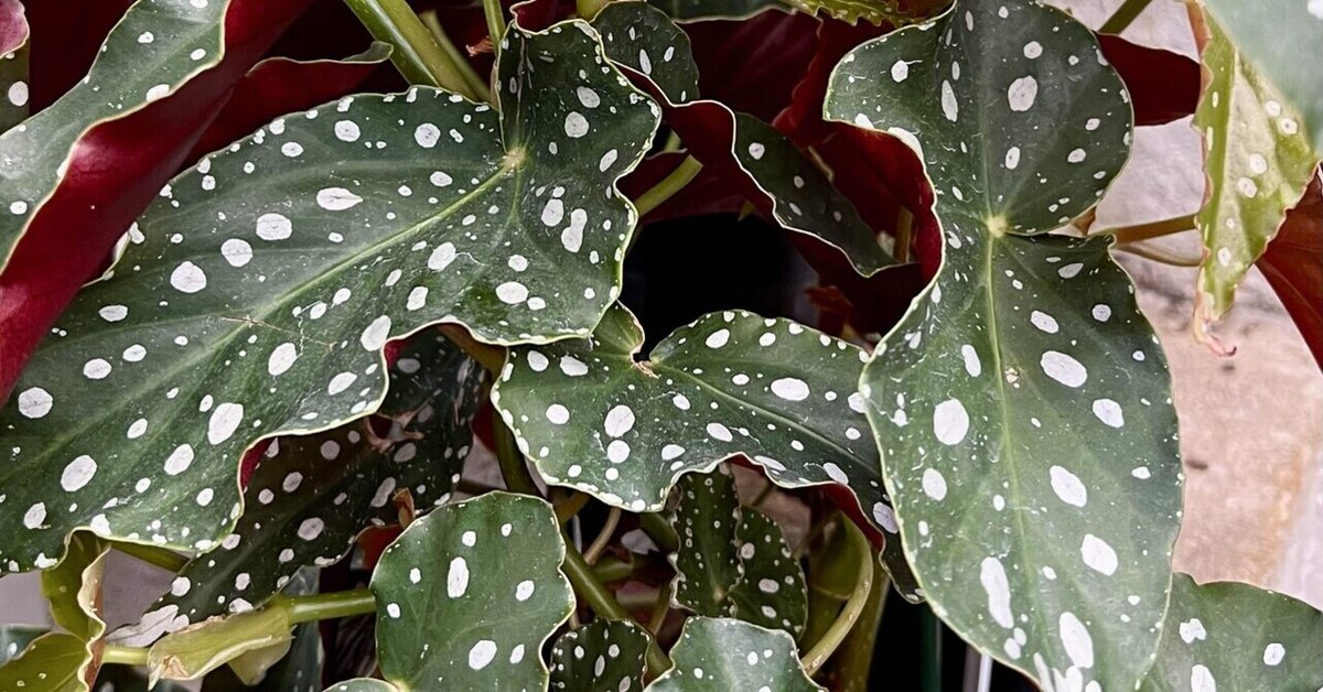 ベゴニア・マクラータ｜mako＠plants