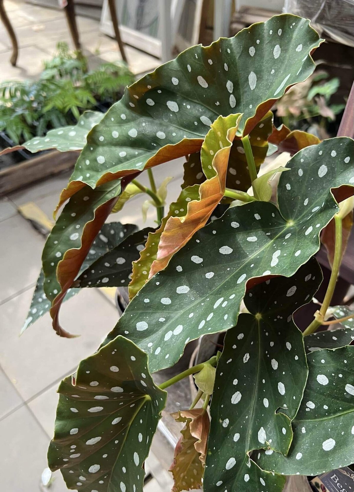 ベゴニア・マクラータ｜mako＠plants