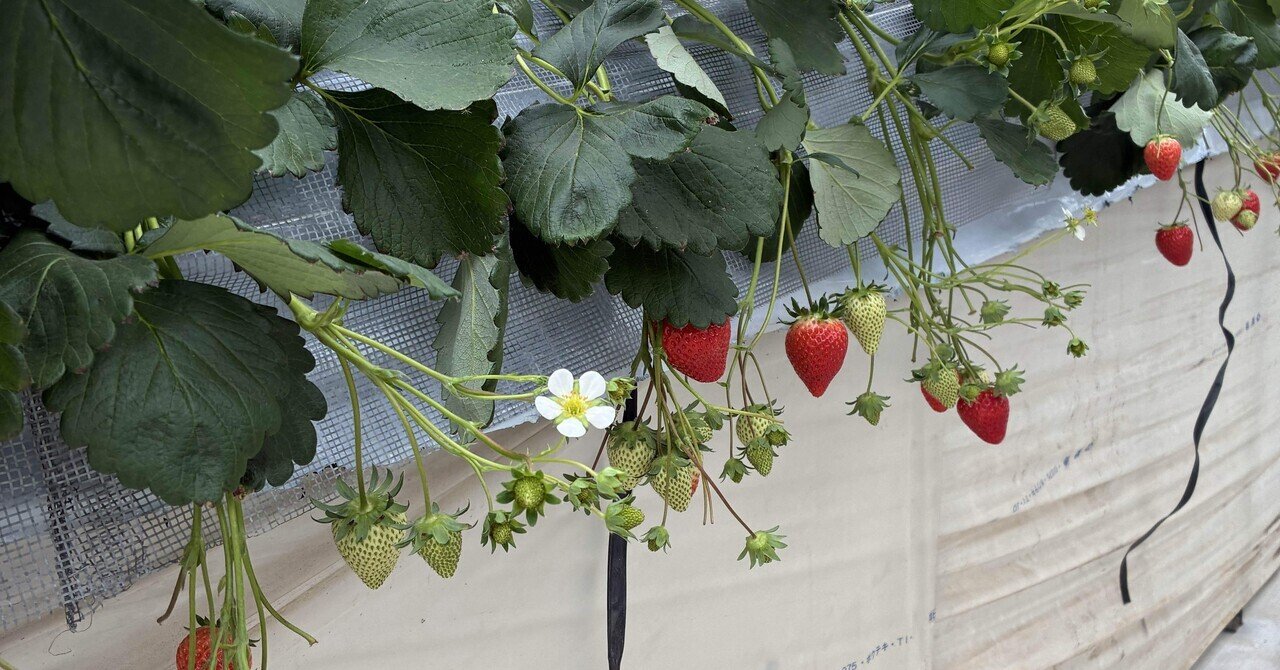 さんたファームと千葉印西神社巡り 2025年3月12日｜Mie