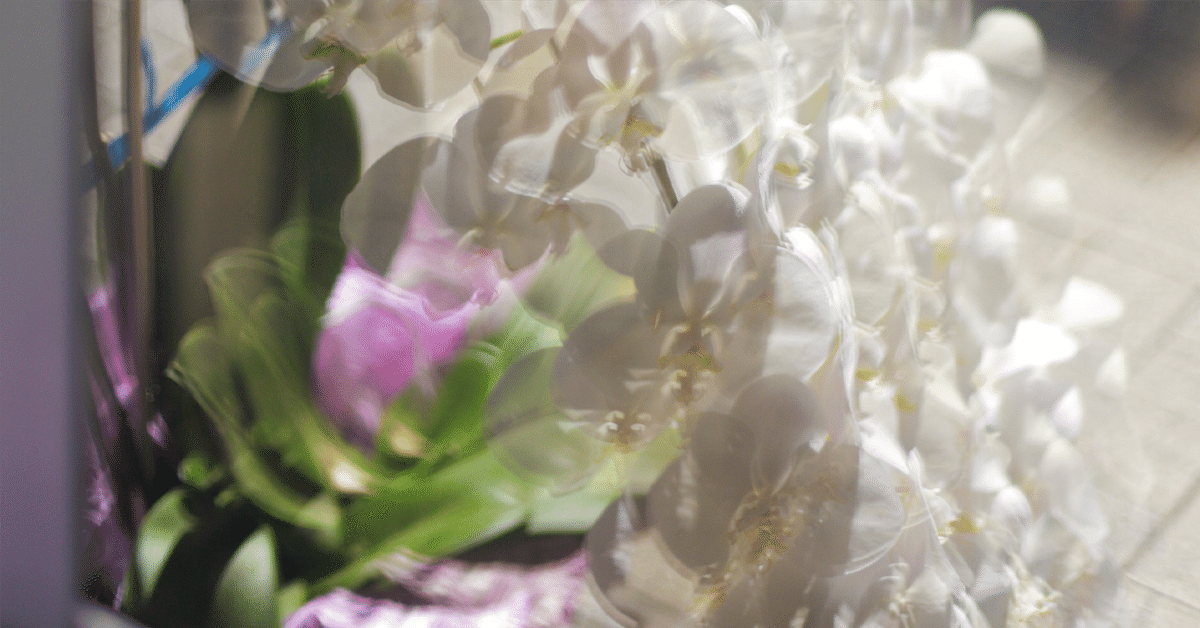 最近撮った写真 #2｜TERNE