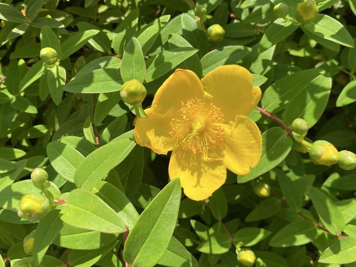 金糸梅が咲き始めました。｜之哲／Yuki Satoru