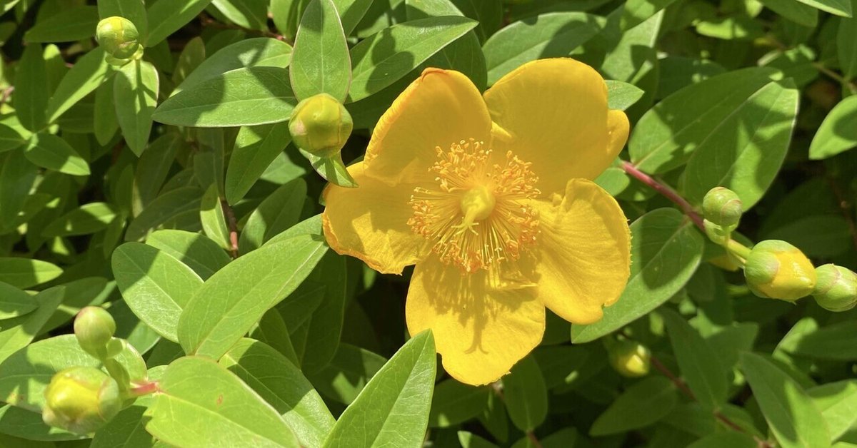 金糸梅が咲き始めました。｜之哲／Yuki Satoru