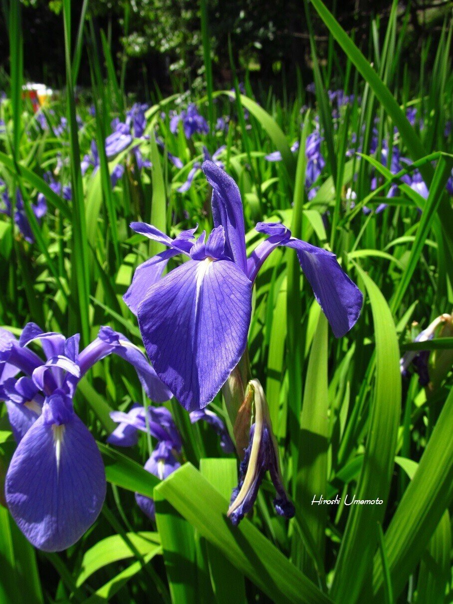 カキツバタ（燕子花、杜若）Iris laevigata 英名：Rabbit-ear iris , Shallow-flowered iris ...