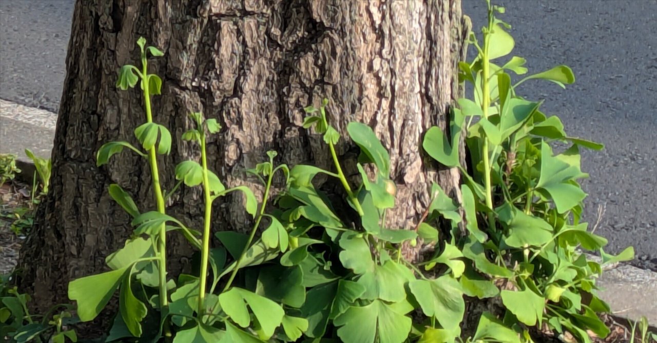 ある試みを始めてみた #3｜ichiro70