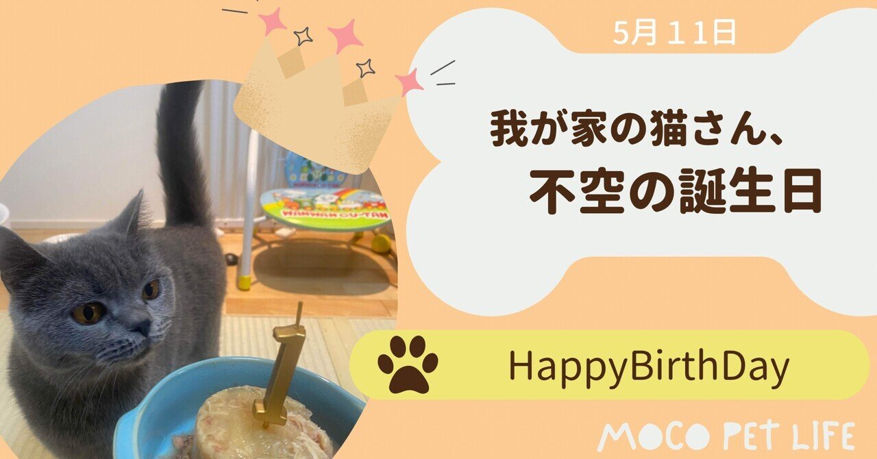我が家の猫さん、不空の誕生日｜Moco pet note|動物看護師資格もちのペット知識ノート