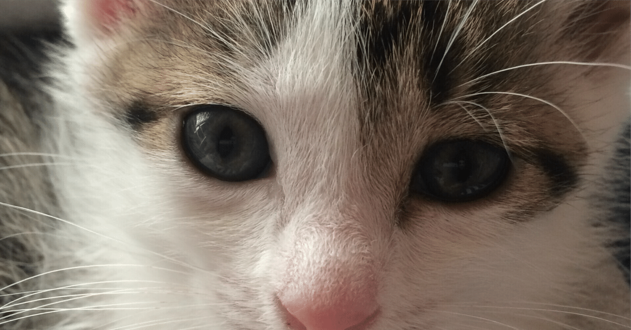 出世したいだけの人間の末路とは？～歴史に見る｜Moosan