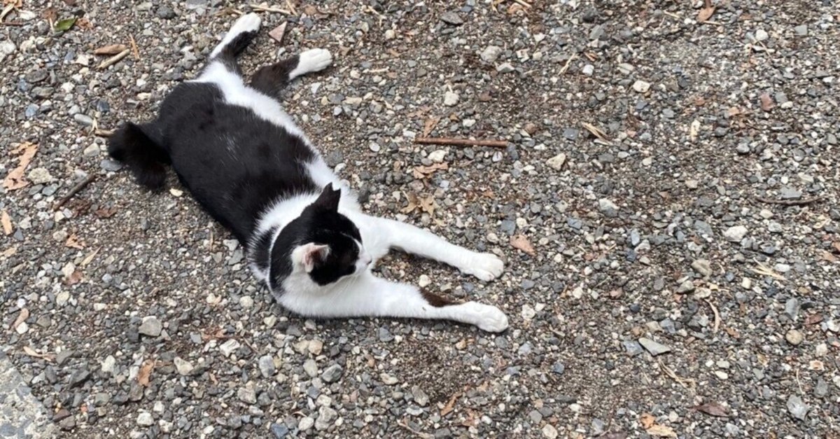 非常に敏感な人HSP｜ayanie