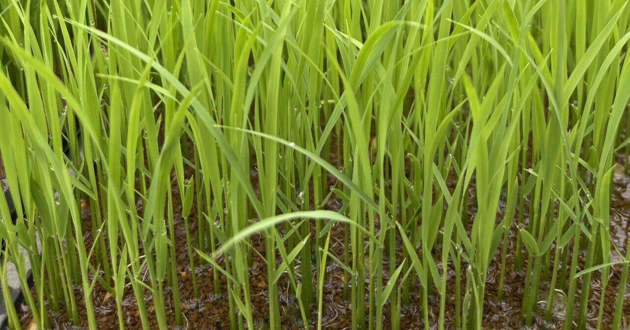 【稲作文化は日本の宝だ！】｜米農家マーブルファーム