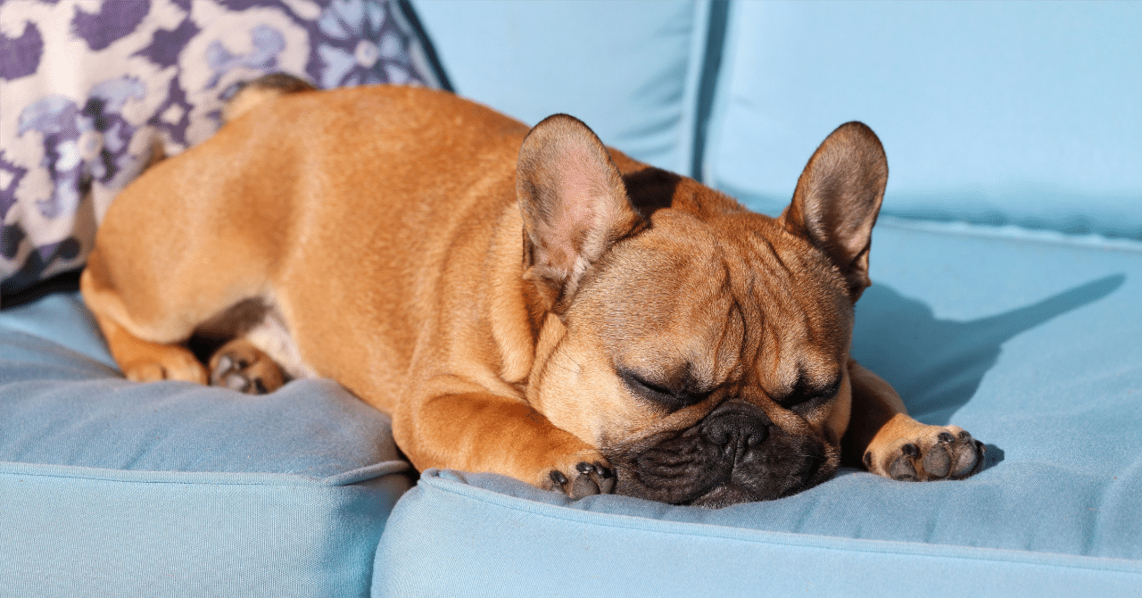 夏の犬のトイレ臭、何をしてもダメだった私が救われた神袋【正直レビュー】｜noteも書く占い師 Mako