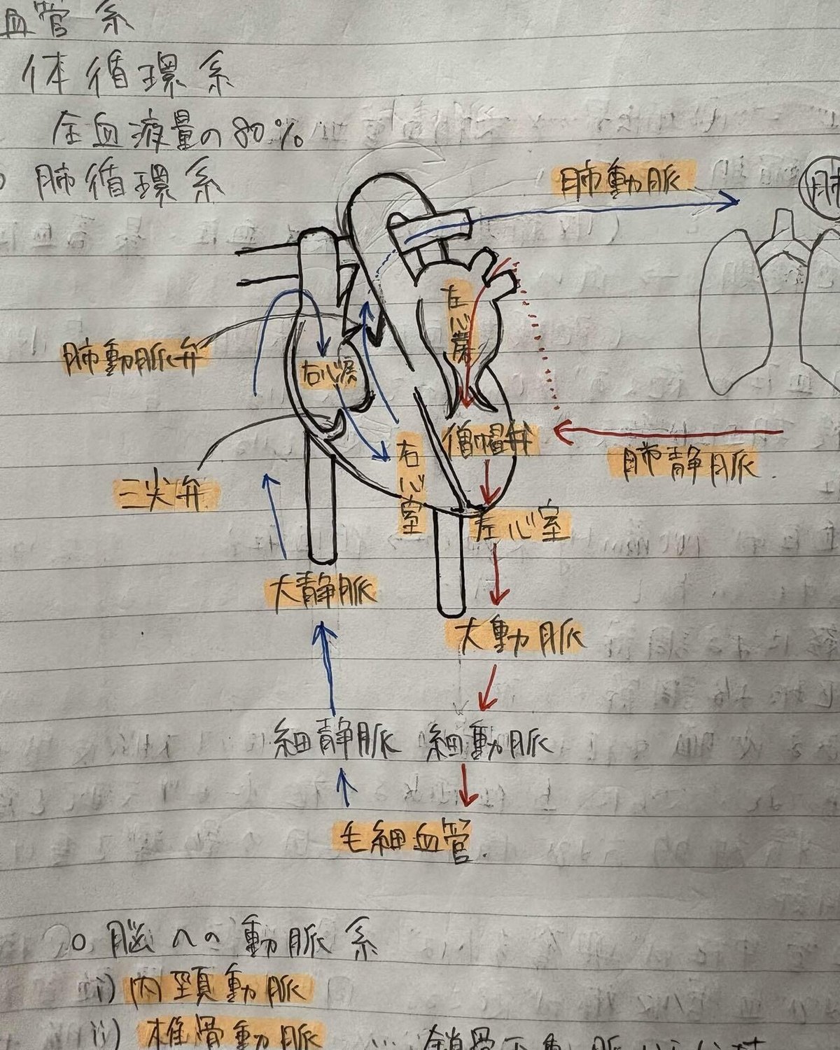 大学生はじめました｜柴田 真衣／Mai Shibata