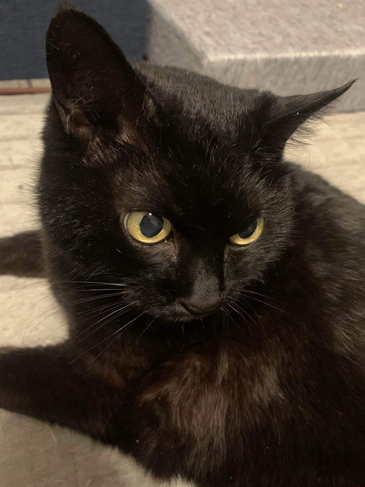 コメント返しについて｜unitason