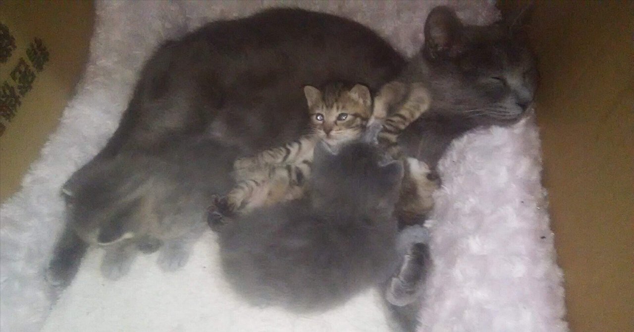 本日の晩御飯[5/23]｜kei1diablo