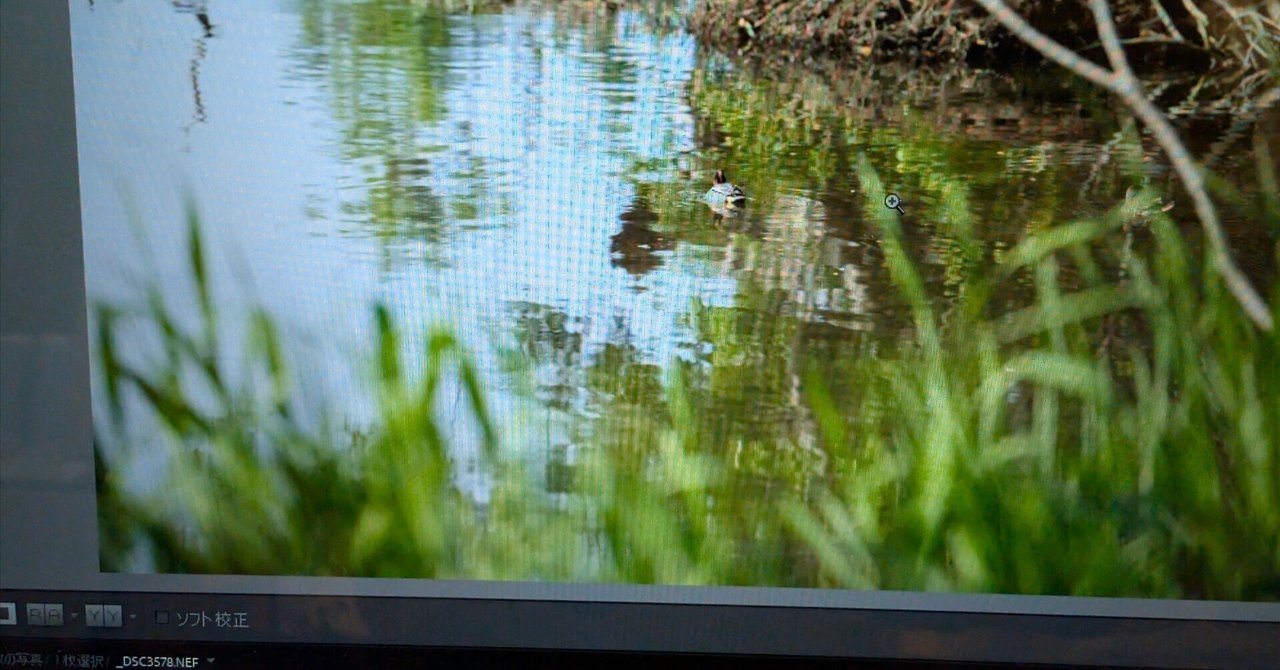静かな湖畔の草陰｜Akihiko Oosugi