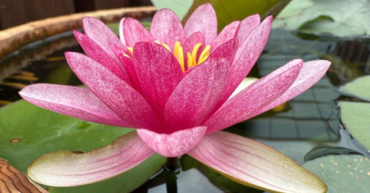 酒樽で睡蓮を育てよう(32)レネゲラード開花DAY3｜NicePapa 平野 尚志