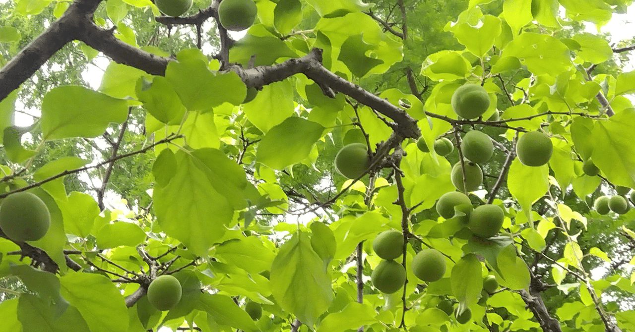 つぶやきのまとめ その59｜notopi