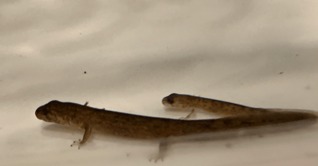 ＃007 ウパ日記｜ニルヴァーナ