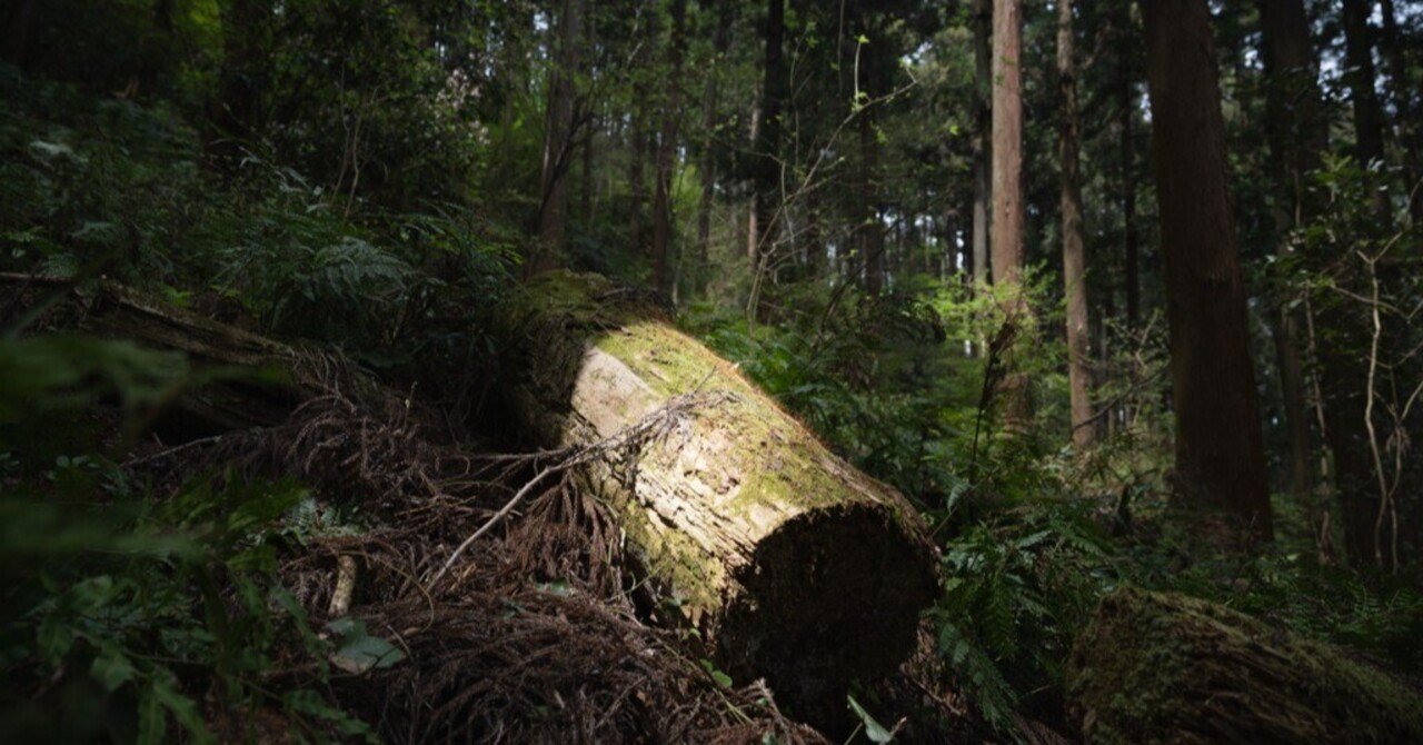 写真家 加藤史大による西川林業地の撮影｜木の旅 kinotabi