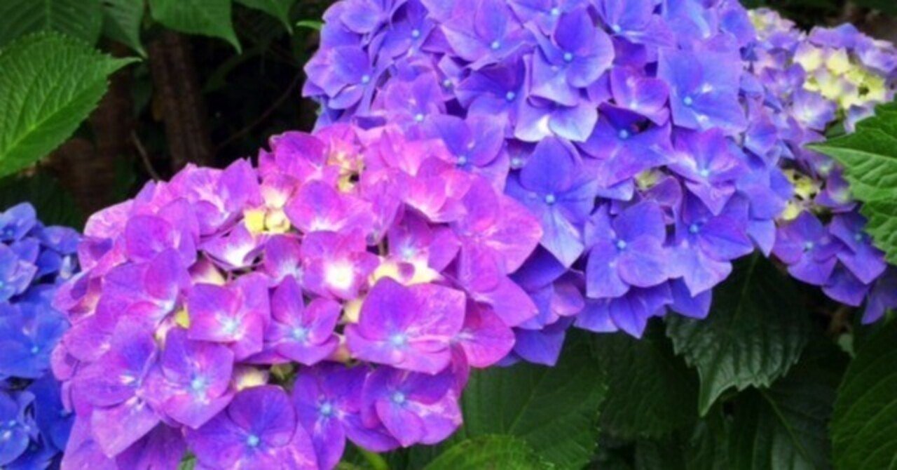 人生100年時代 健康で長生きするには｜CHIZUKO i