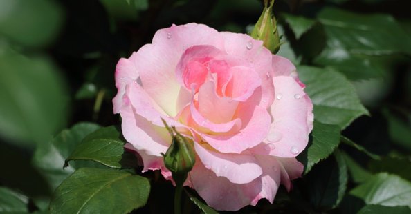 Strolling Ricky｜note