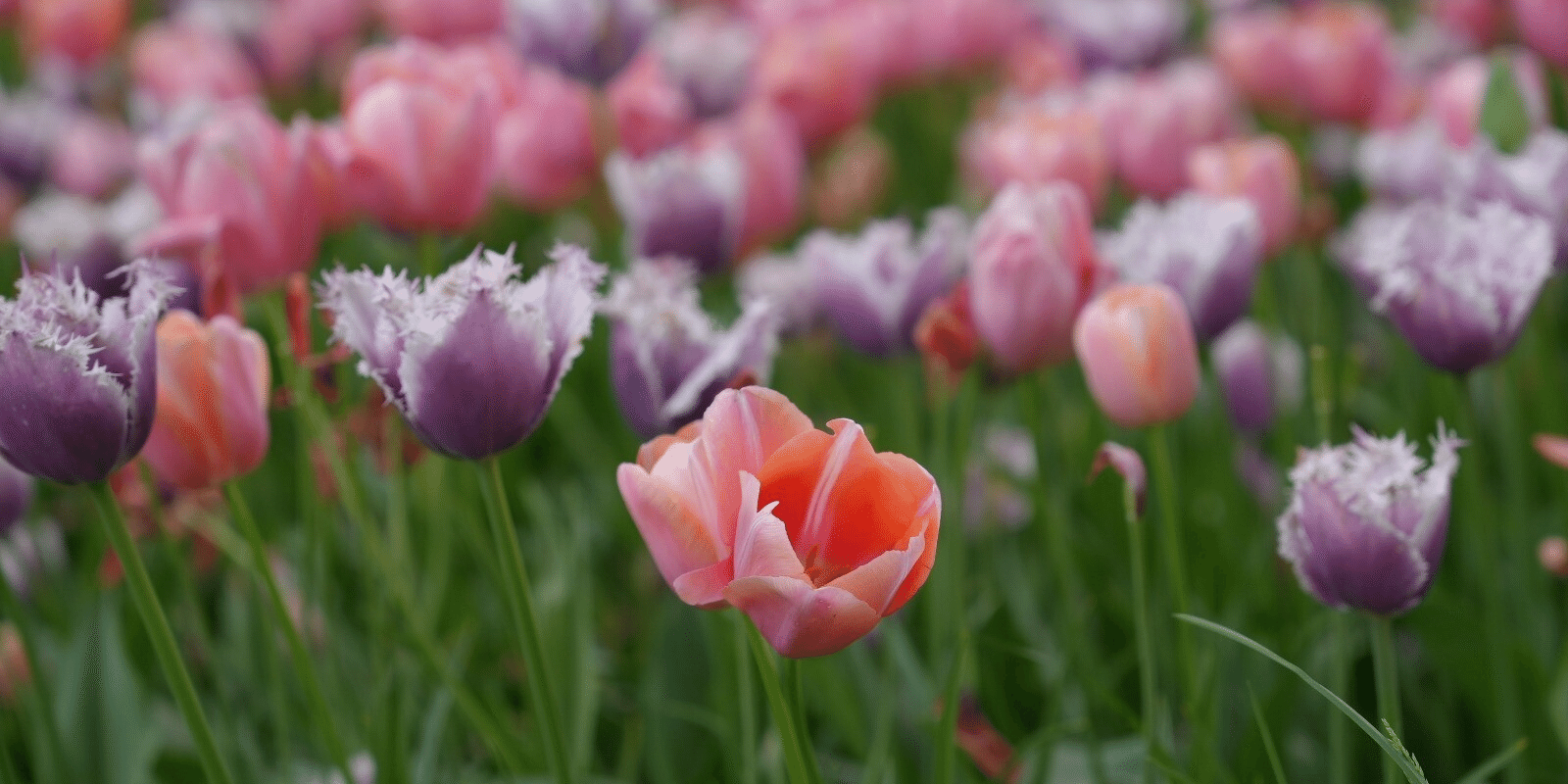 Raku＊新幹線通勤ママ｜note