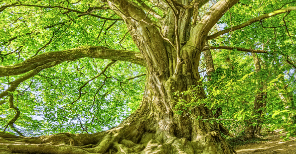 いのちの学校-はなやぎ- naoki｜note