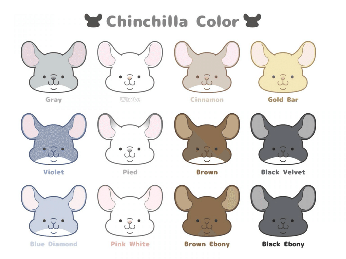 チンチラについて知ろう！｜Moco pet note|動物看護師資格もちのペット知識ノート