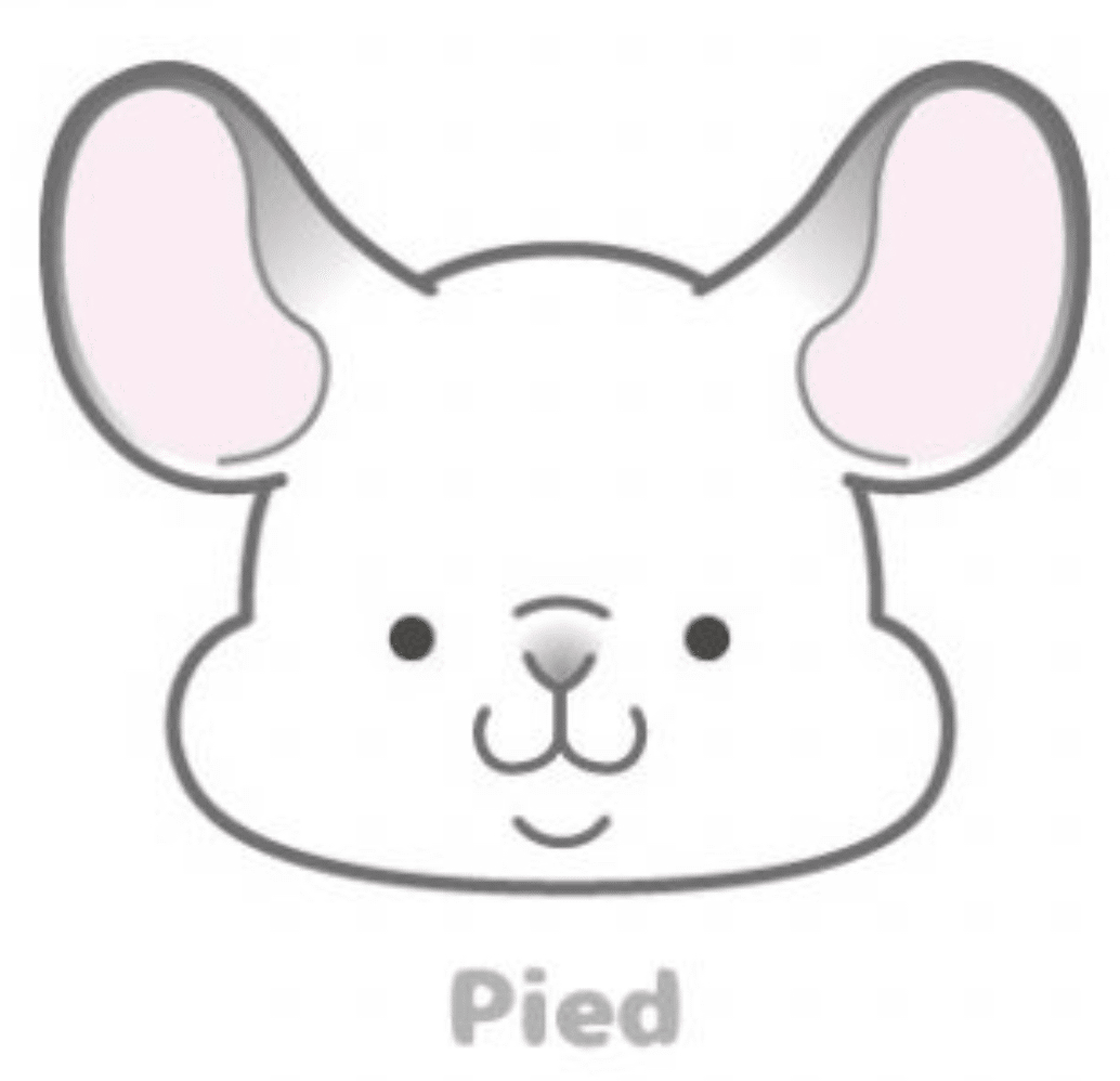 チンチラについて知ろう！｜Moco pet note|動物看護師資格もちのペット知識ノート