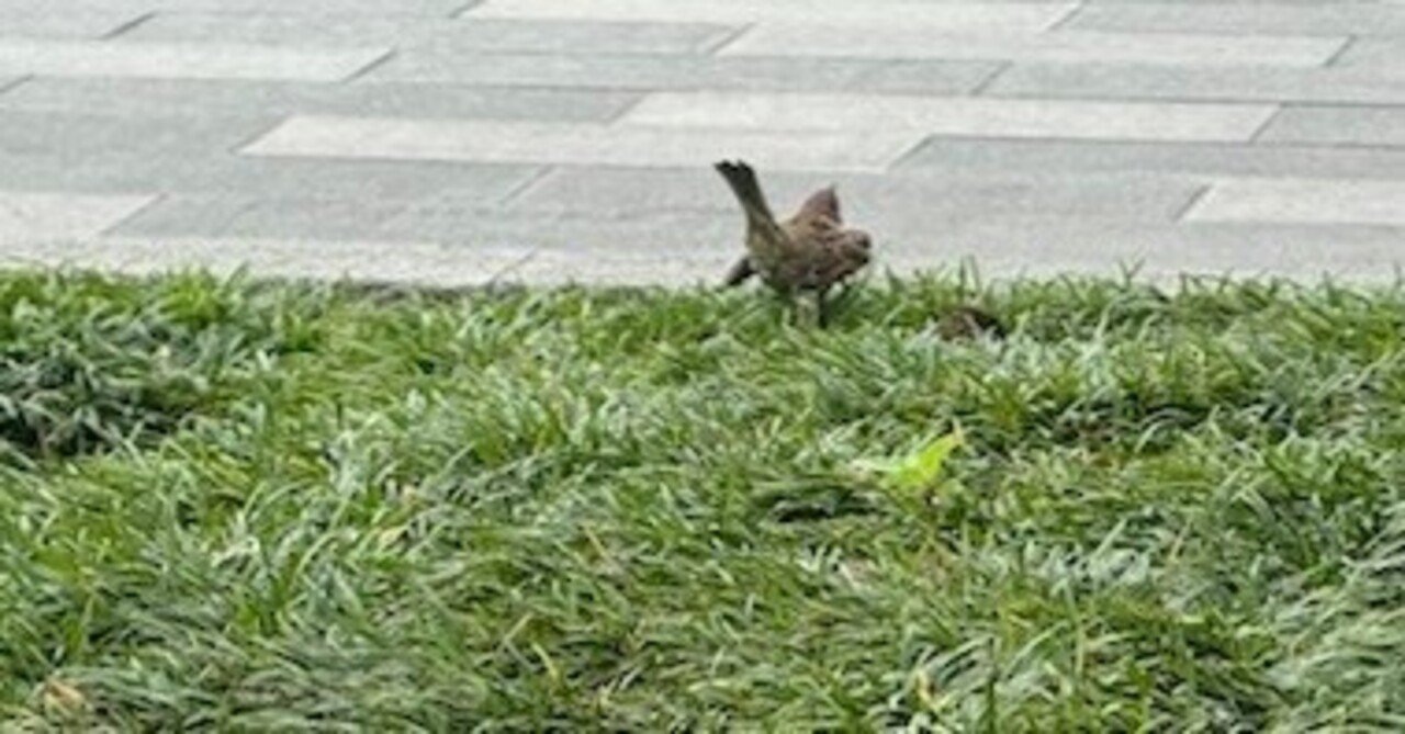 たまに、のスズメ No.24｜happea-nyanko