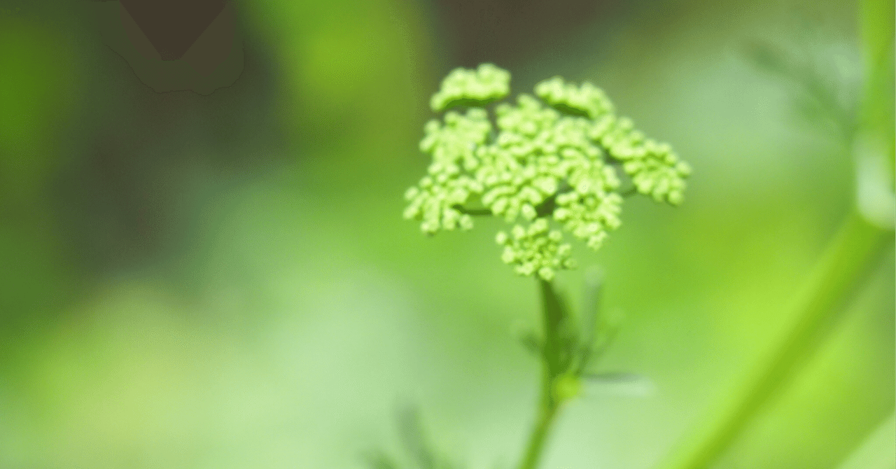 2025年の家庭菜園／少しでも安く豊かに暮らそう｜Bitoke