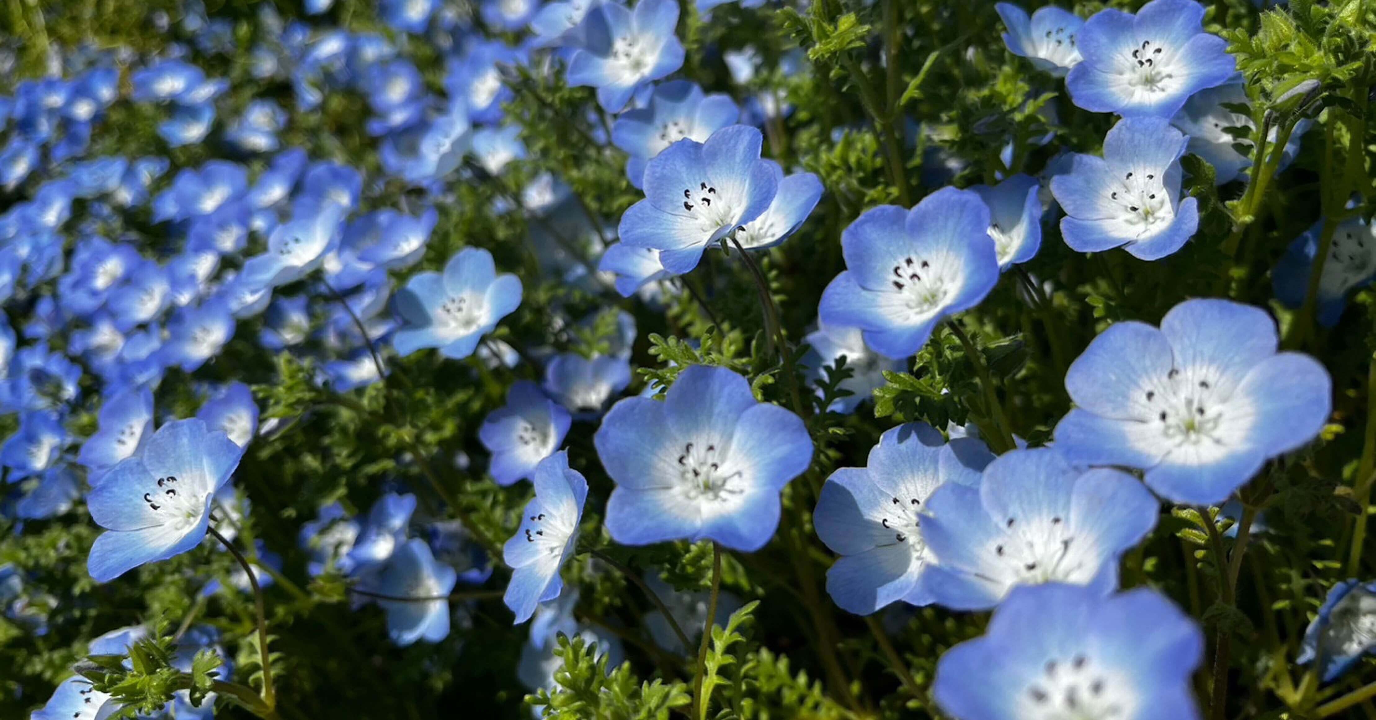 叶歩（kaho）｜note