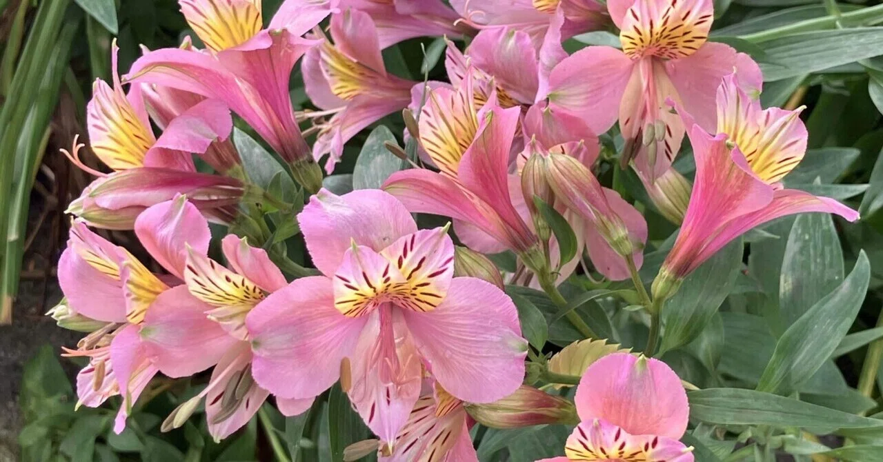アルストロメリア Alstroemeria｜chubby