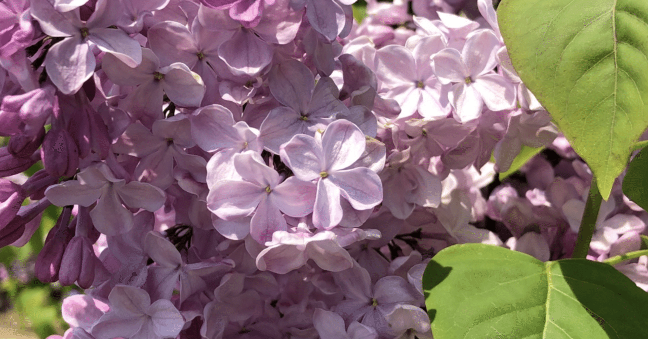 花の香りと言えば｜kibori-chan