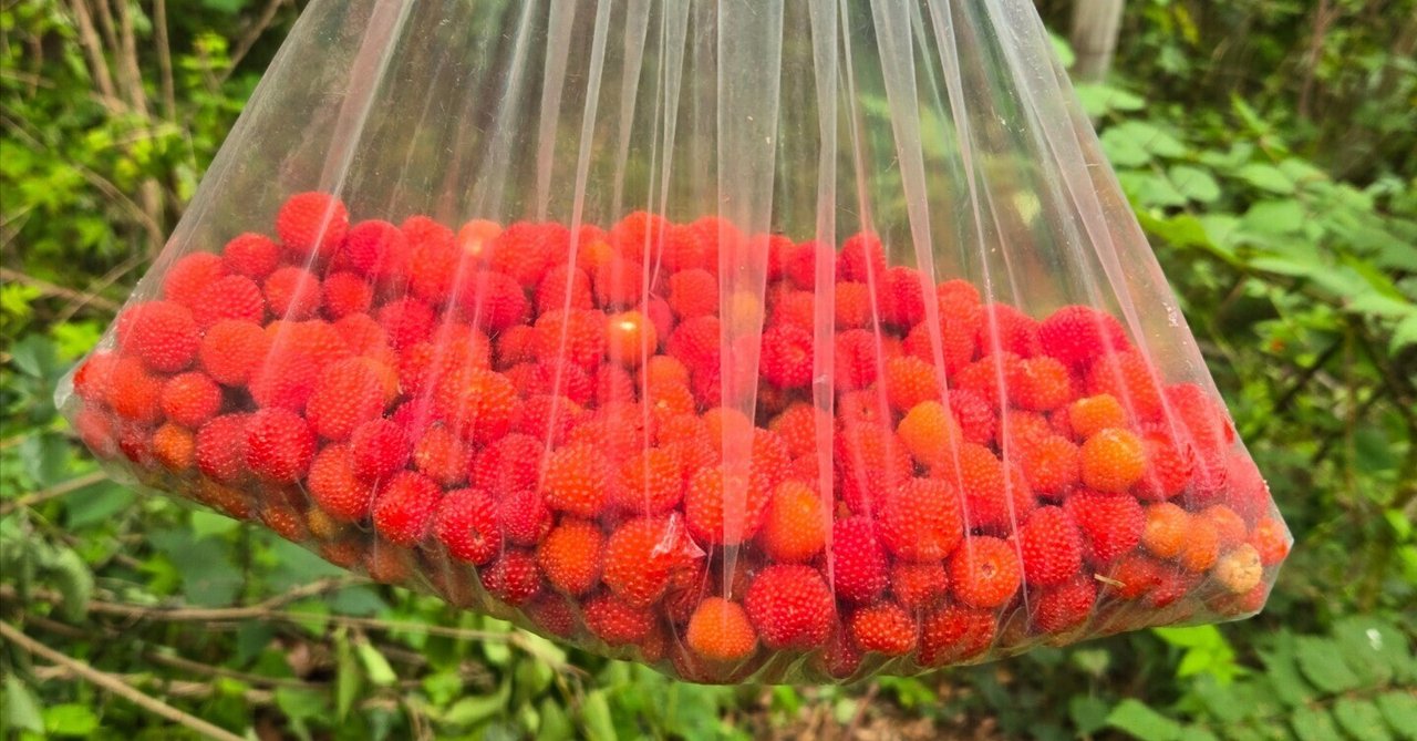 野いちごの季節｜K Takiguchi