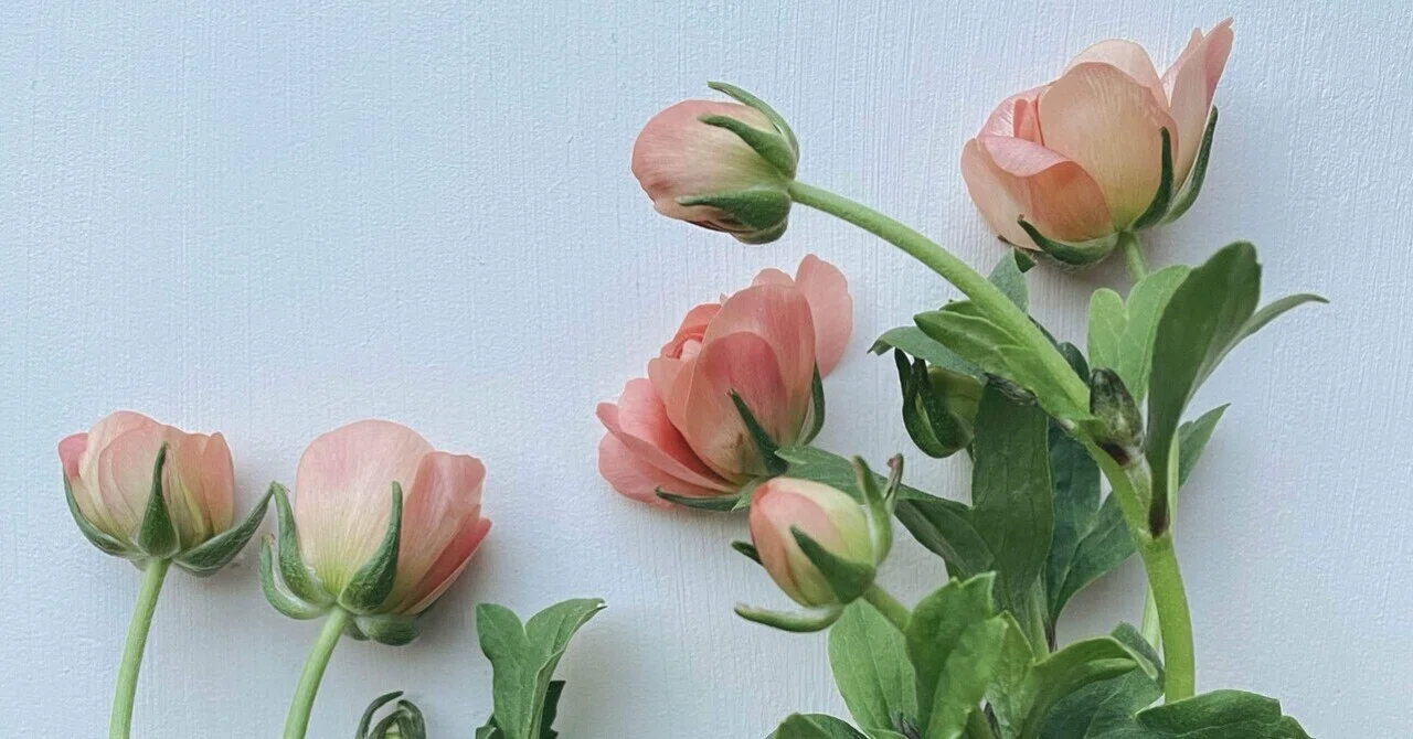 花屋として独立、そしてTallo.ができるまで｜TOMOMI / Tallo.FLOWER STUDIO