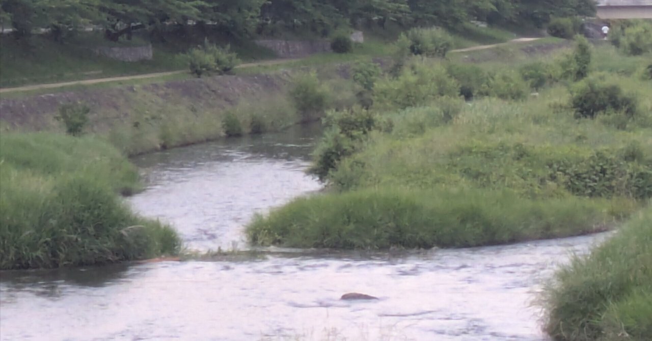 一枚の画像〜スイスイ｜ichiro70