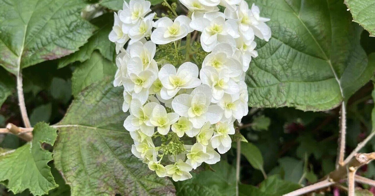 静かな潮流エピソード26：2025年5月25日｜AZUMI