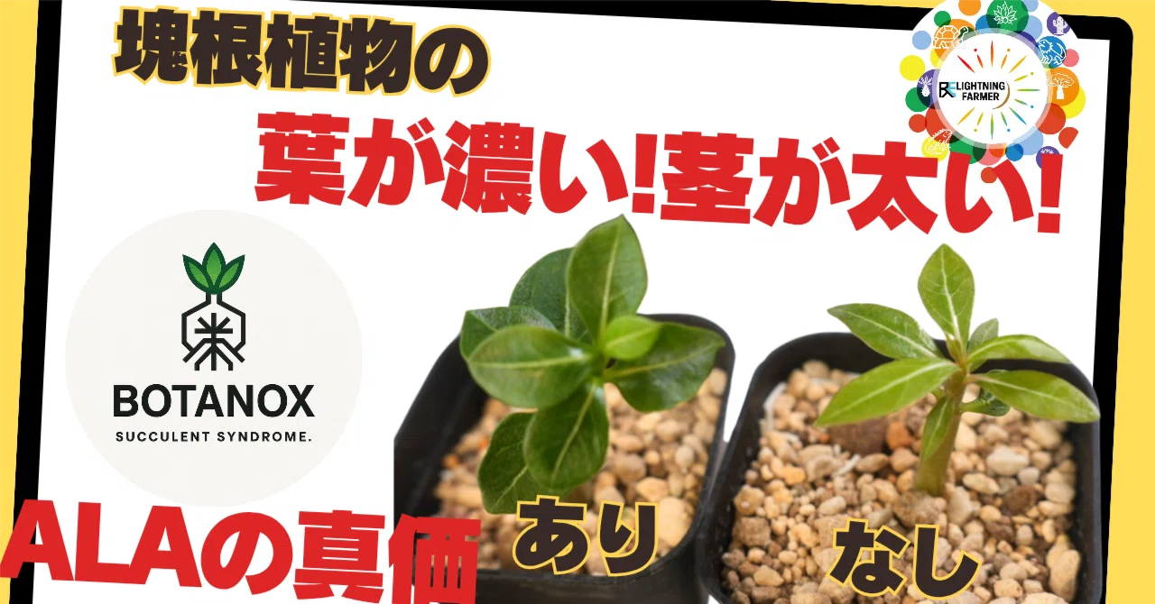 BOTANOX流・塊根植物の肥料戦略｜アラガーデンファーム＆VFFで“緑濃く・茎太く”育てるALA活用術とは？｜ライトニングファーマーfor ...