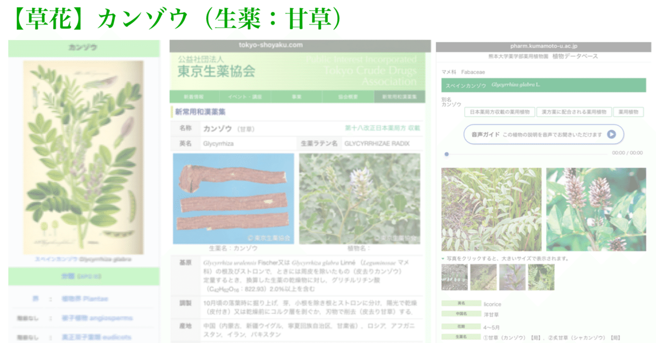 【草花】カンゾウ（根およびストロンは生薬：甘草[カンゾウ] ）｜200im