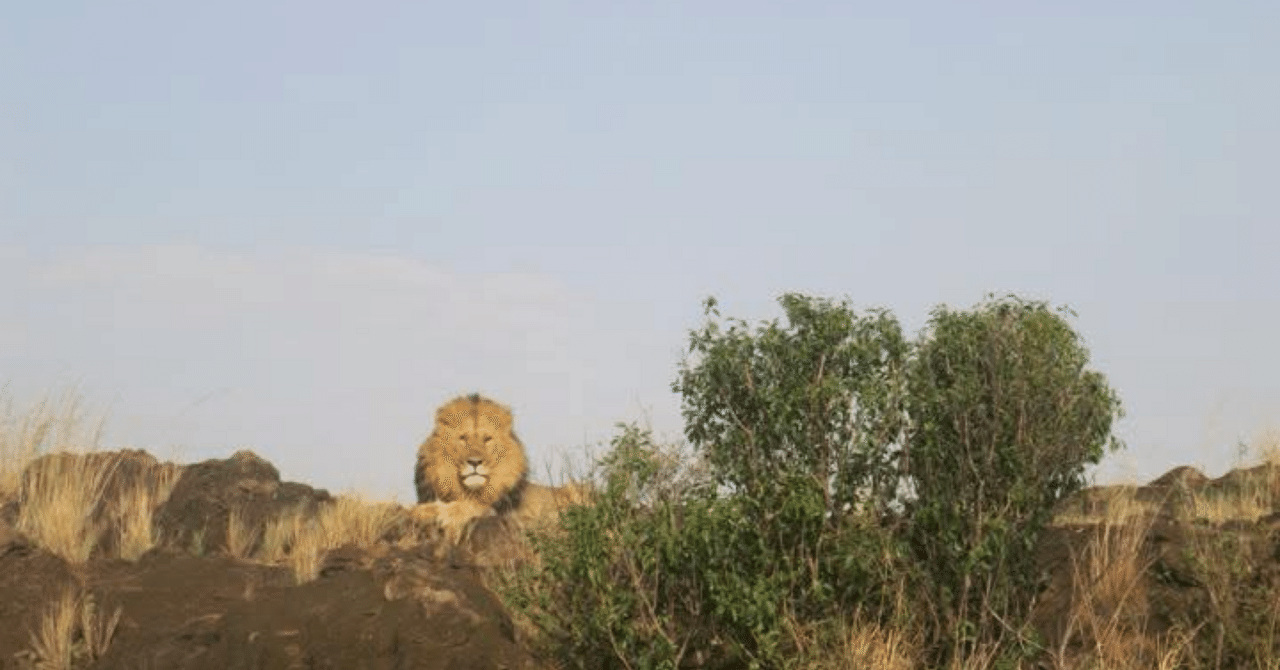 生きる力って何だろう？｜miwa