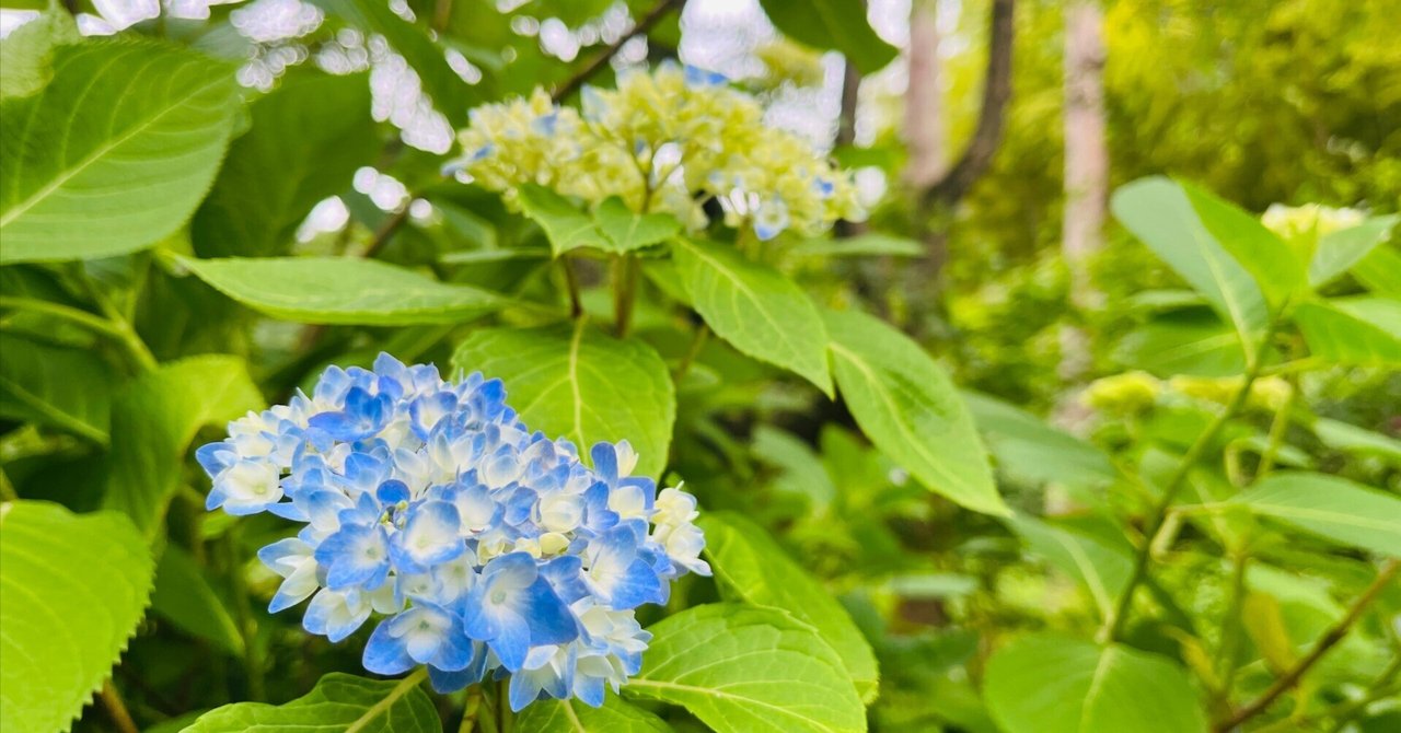 旅路を楽しむ awai 風のたより 165｜awai Sou / 佐藤 草 自然（わたし）にかえろう🌿ともにいのちを生きる