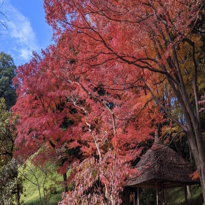 子宮筋腫体験記録1 （発見〜手術病院決定/レディスクリニック）｜kyokota（きょこた）